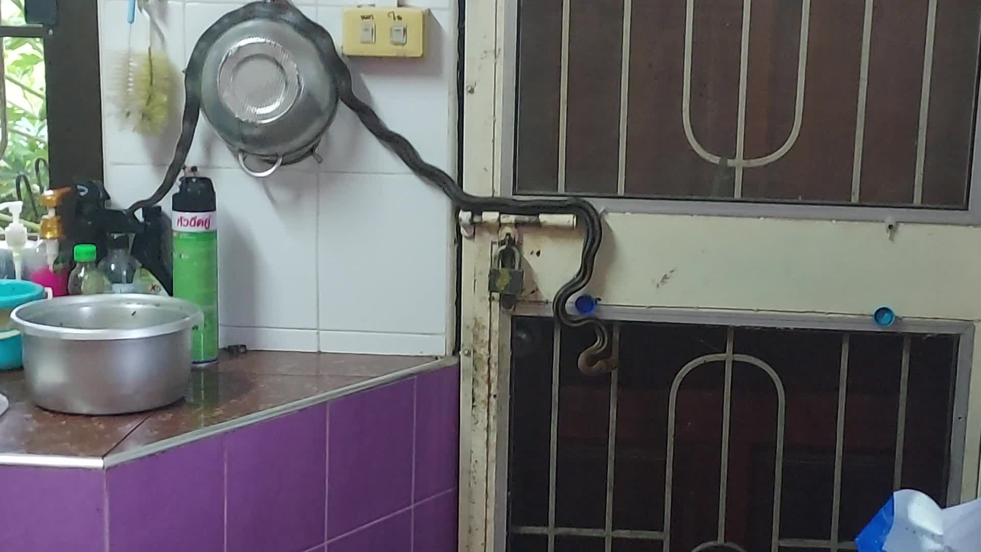 Massive 22ft-long python with TWO dogs in its stomach caught in ...